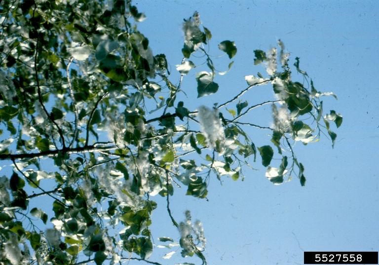 eastern cottonwood (Populus deltoides Bartr. ex Marsh.)
