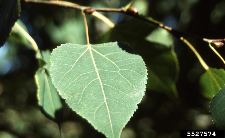 quaking aspen (Populus tremuloides Michx.)