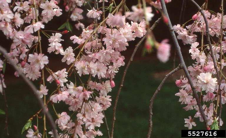 winter-flowering cherry (Prunus subhirtella Miq.)