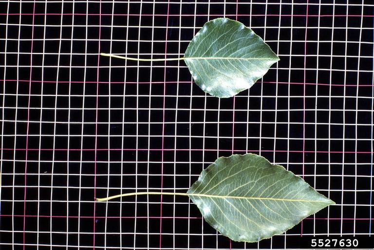 Callery pear (Bradford pear) (Pyrus calleryana Decne.)