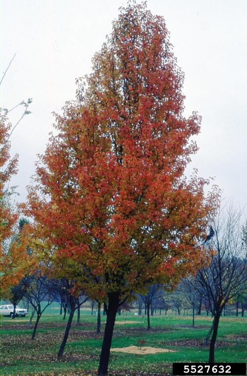 Callery pear (Bradford pear) (Pyrus calleryana)