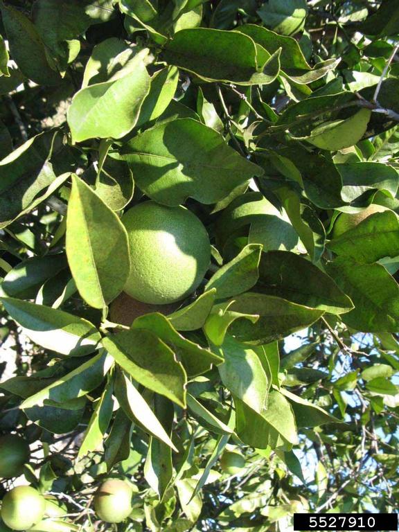 Tresca (Citrus x aurantium cv. Tresca L.)