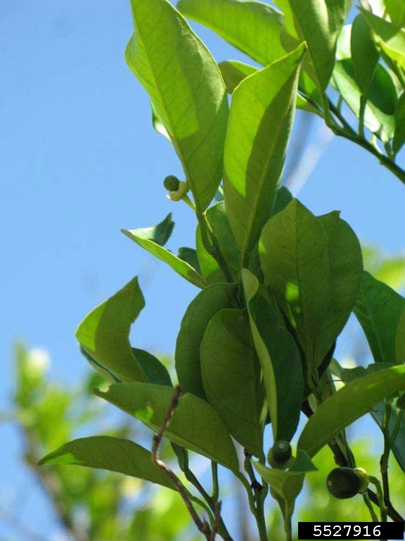 Tresca (Citrus x aurantium cv. Tresca L.)