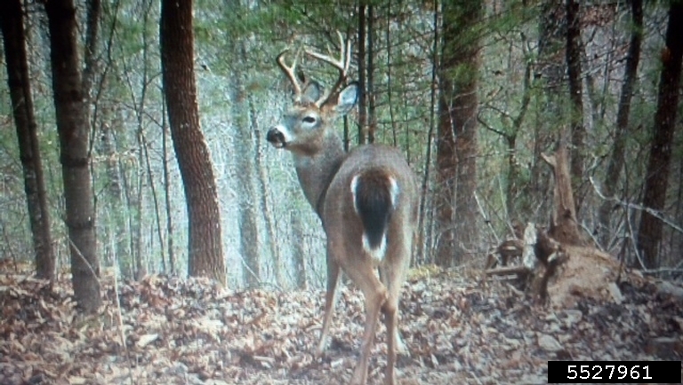 deer (Family Cervidae)