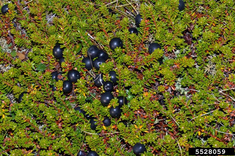 black crowberry (Empetrum nigrum L.)