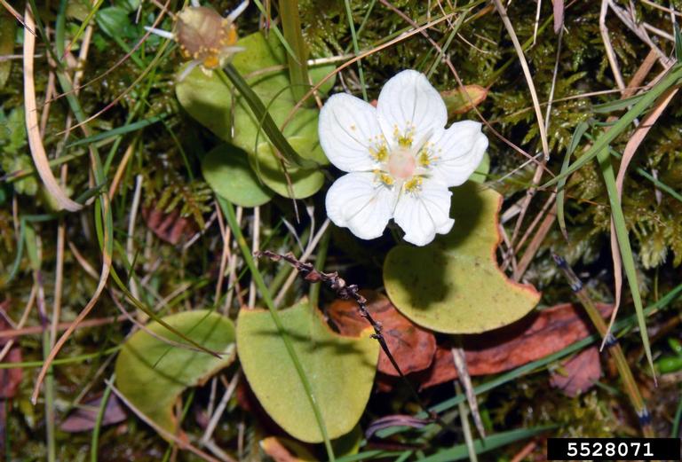 tufted alpine saxifrage (Saxifraga caespitosa)