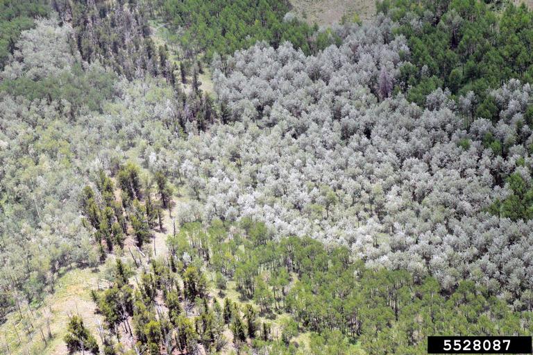 quaking aspen (Populus tremuloides Michx.)