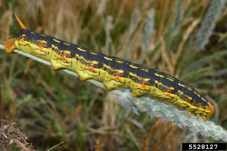 Hyles Lineata Caterpillar Pen In Hand: White Lined Sphinx Moth: Hurry,