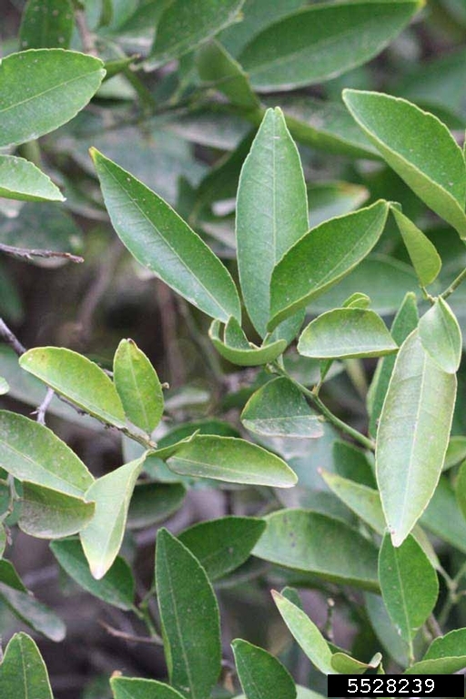 Ugli (Citrus x aurantium cv. Ugli L.)