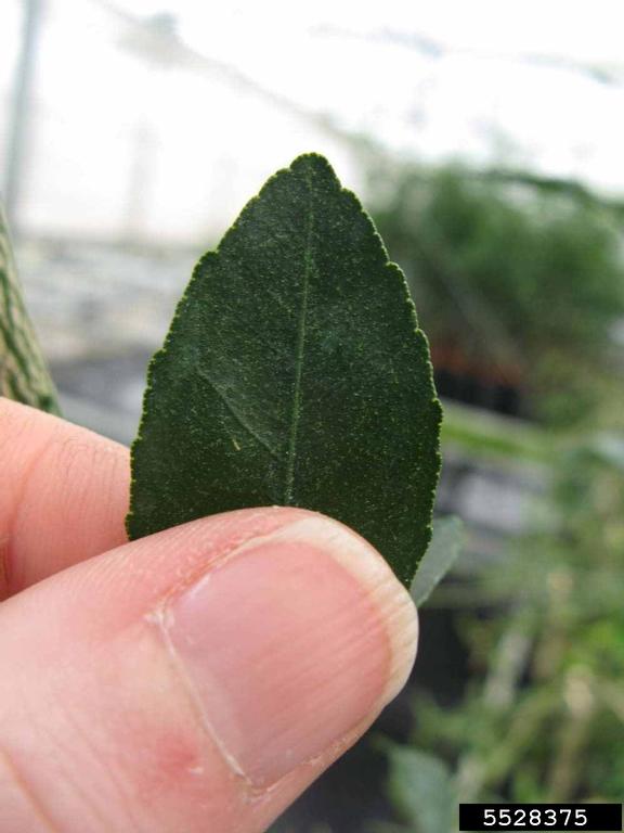 US-897, X Citroncirus spp. cv. US-897 (Sapindales: Rutaceae) - 5528375