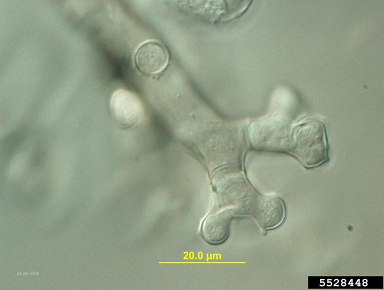 gray molds (Genus Botrytis P. Mich. ex. Pers.)