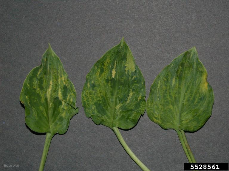 Hosta Virus X (Potexvirus Hosta Virus X (HVX))