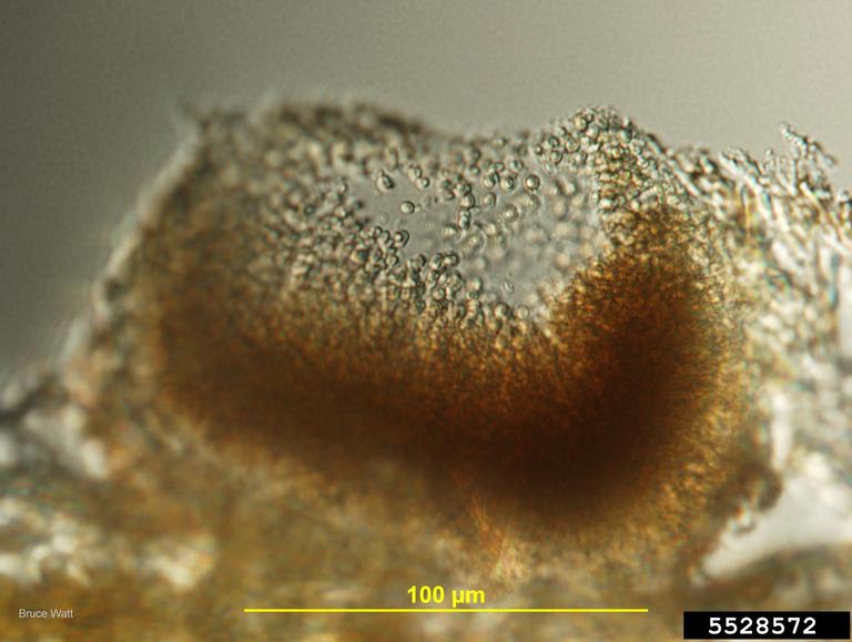 Coniothyrium fungi (Coniothyrium spp. ) on cane fruit (blackberry ...