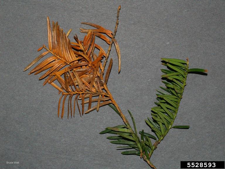 Cryptocline needle blight (Cryptocline taxicola (Allesch.) Petr. 1925)