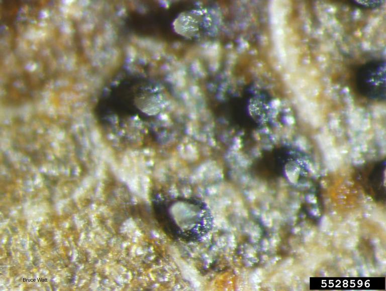 Septoria leaf spot (Septoria betulae Pass.)