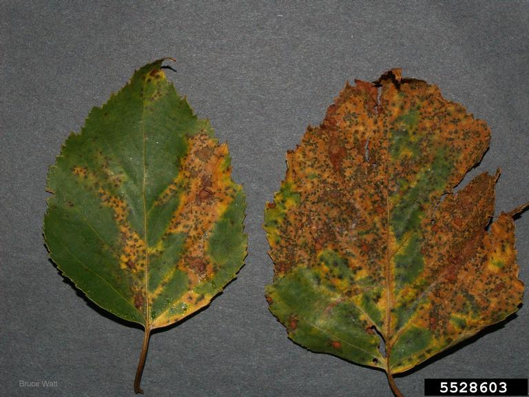 Septoria leaf spot (Septoria betulae)