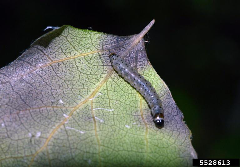 large aspen tortrix (Choristoneura conflictana ) on aspen/poplar ...