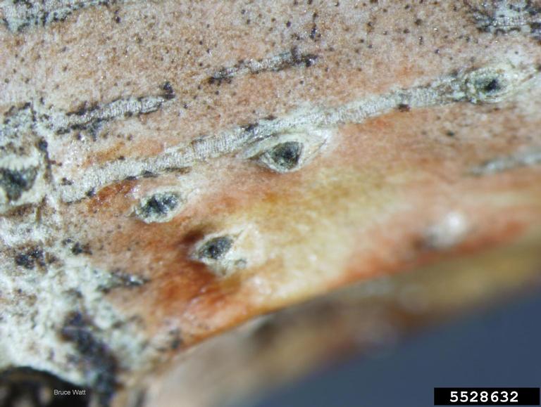 Cytospora cankers (Genus Cytospora)