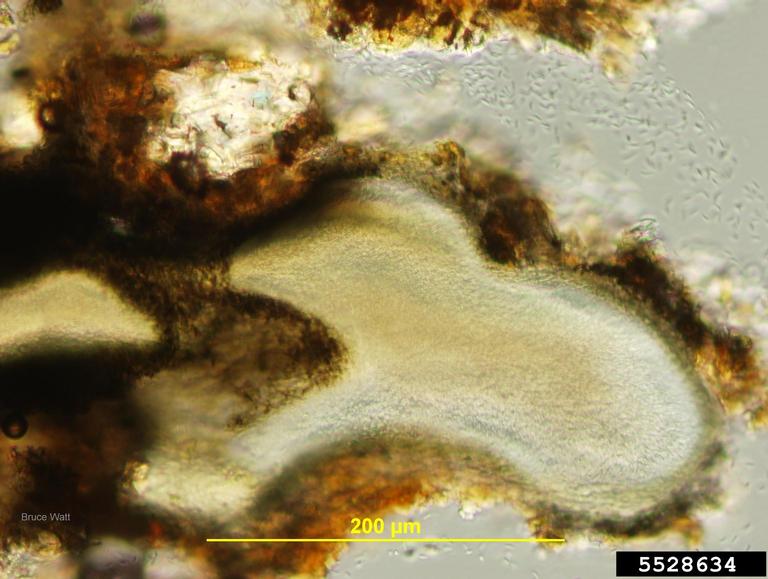 Cytospora cankers (Genus Cytospora)