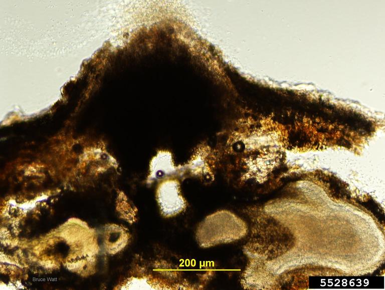 Cytospora cankers (Genus Cytospora)