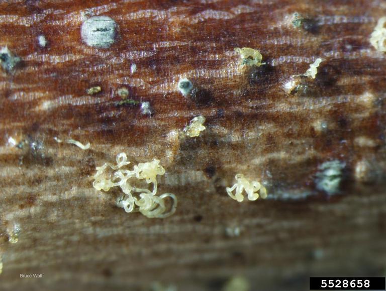 Phomopsis cankers and twig blights (Genus Phomopsis)