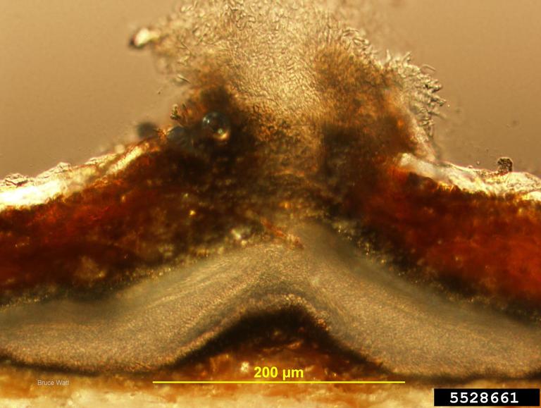 Phomopsis cankers and twig blights (Genus Phomopsis)