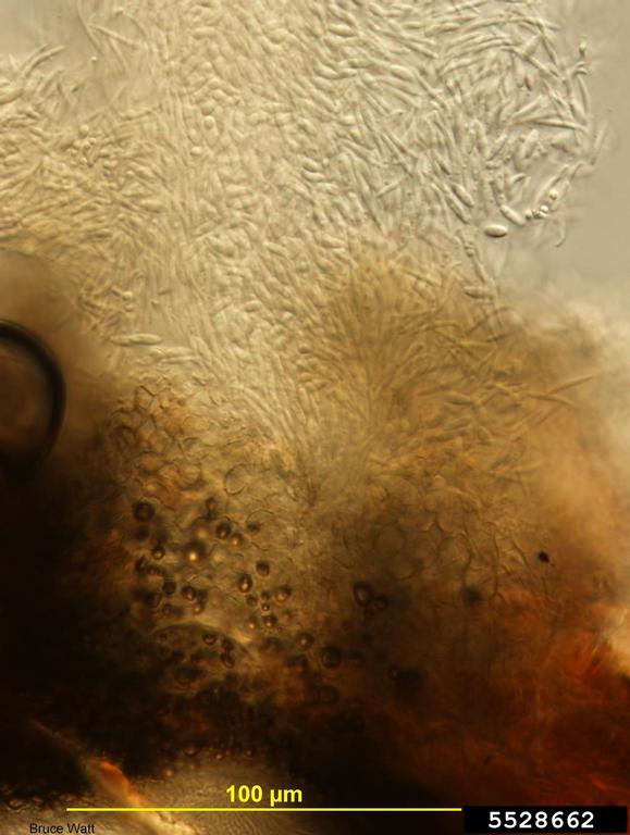 Phomopsis cankers and twig blights (Genus Phomopsis)