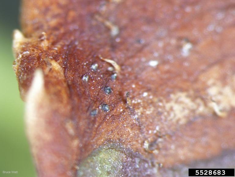 Phyllosticta leaf spots (Genus Phyllosticta)