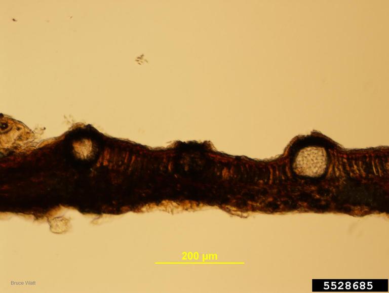 Phyllosticta leaf spots (Genus Phyllosticta Pers.)