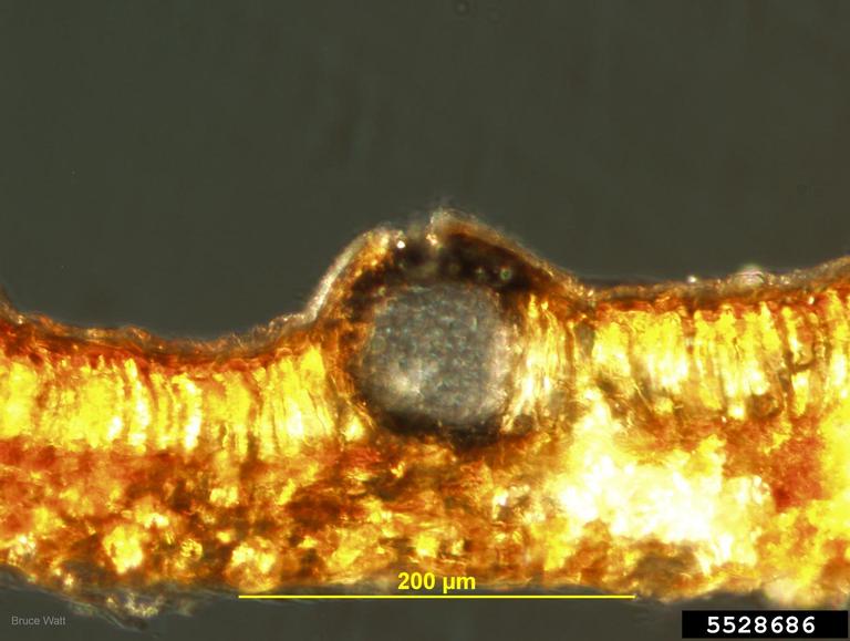 Phyllosticta leaf spots (Genus Phyllosticta Pers.)