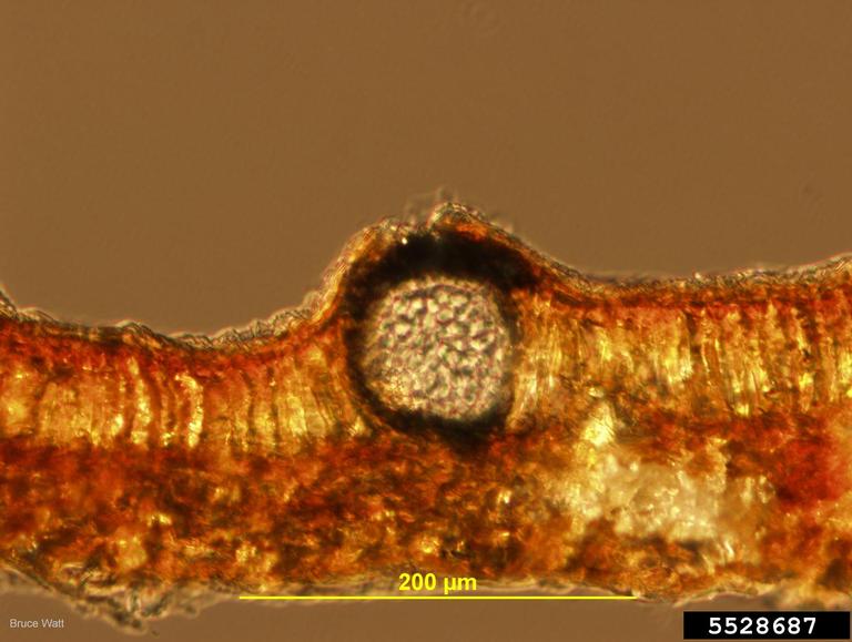 Phyllosticta leaf spots (Genus Phyllosticta)