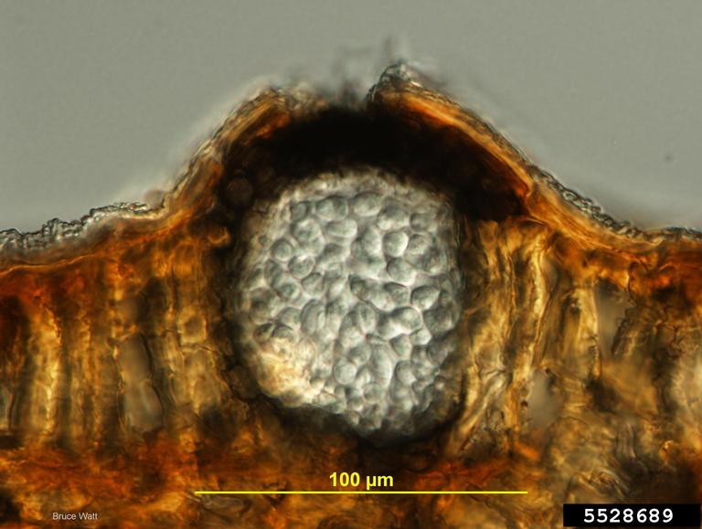 Phyllosticta leaf spots (Genus Phyllosticta Pers.)