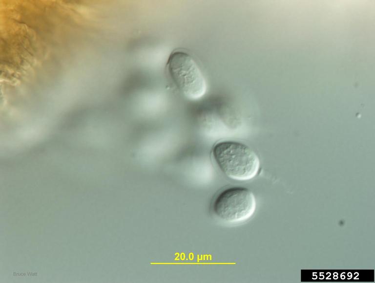 Phyllosticta leaf spots (Genus Phyllosticta)