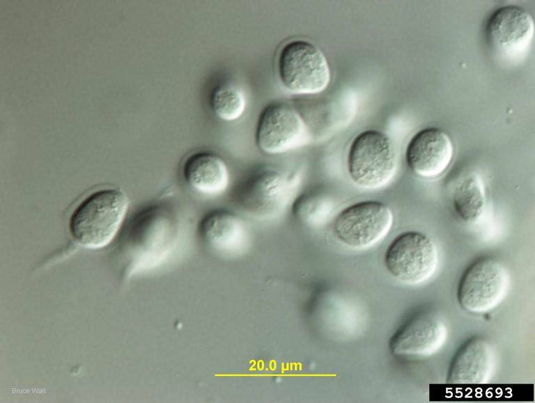 Phyllosticta leaf spots (Genus Phyllosticta)