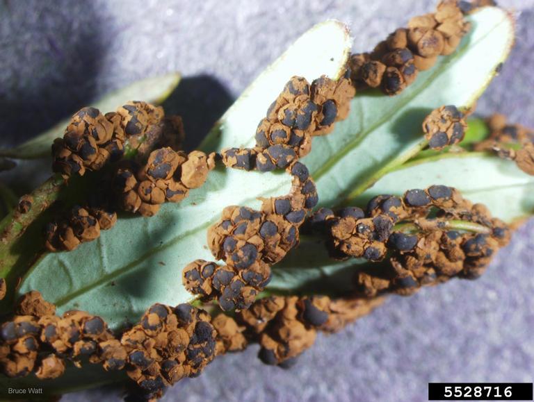 slime mold (Diderma simplex)