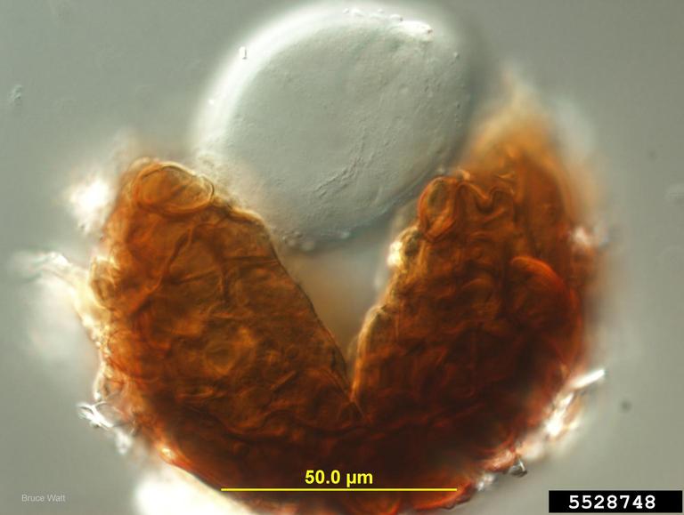 powdery mildew (Podosphaera macularis)