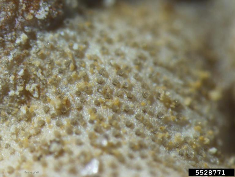 Hypocrea (Hypocrea citrina (Pers.) Fr.)