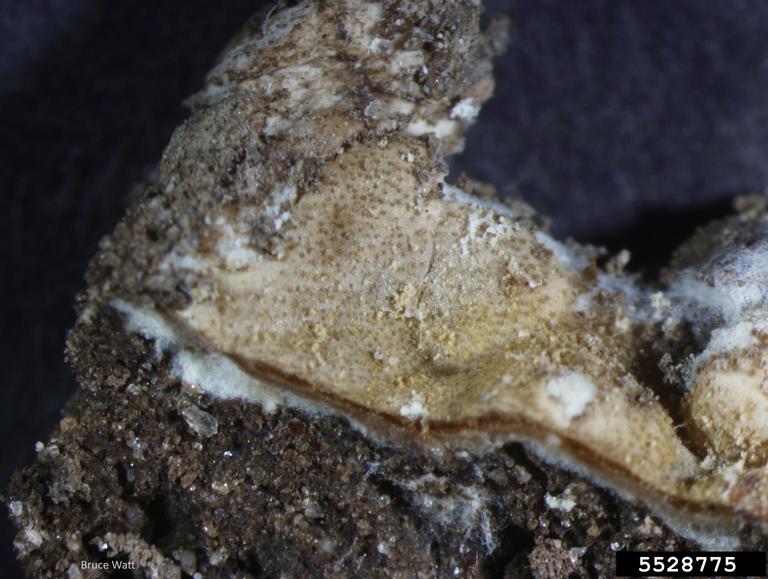 Hypocrea (Hypocrea citrina ) on Japanese flowering cherry (Prunus ...