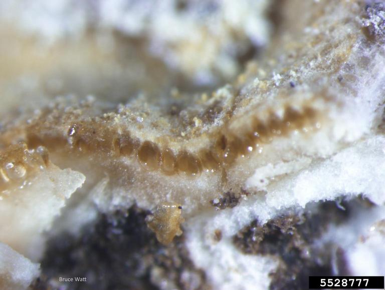 Hypocrea (Hypocrea citrina)