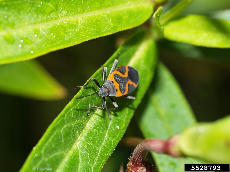 small milkweed bug (Lygaeus kalmii)