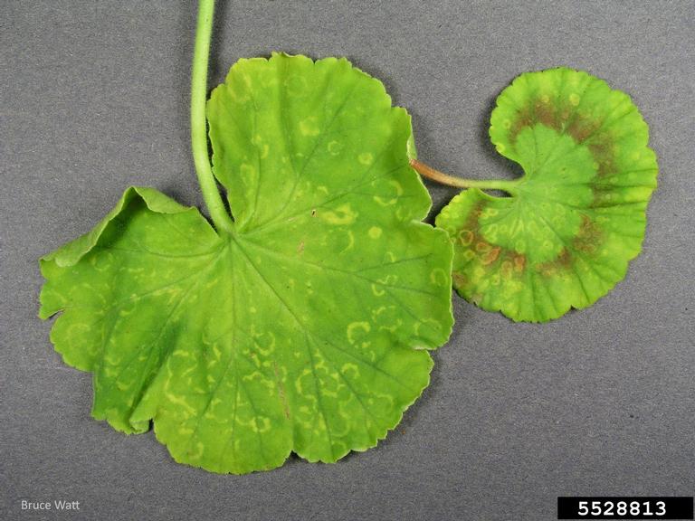 Pelargonium Flower Break Virus (PFBV) (Carmovirus Pelargonium Flower ...