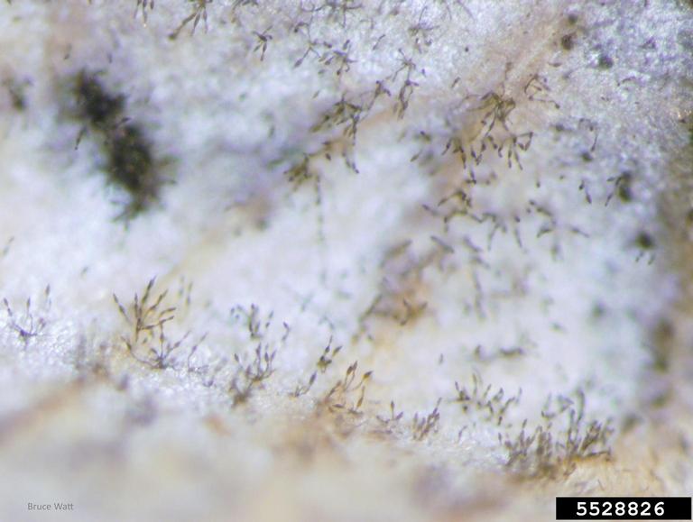 Alternaria black molds / stem cankers (Genus Alternaria Nees)
