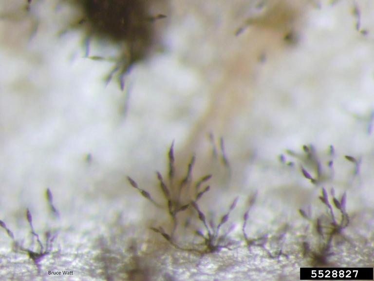 Alternaria black molds / stem cankers (Genus Alternaria Nees)