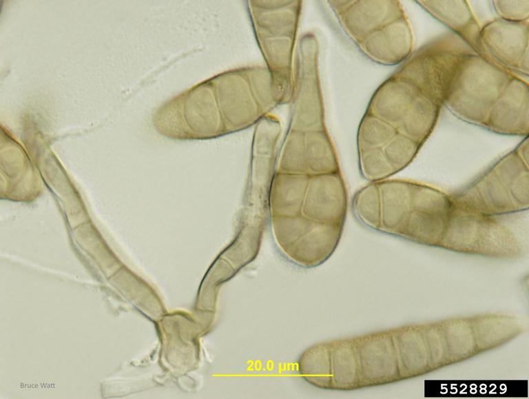 Alternaria black molds / stem cankers (Genus Alternaria Nees)