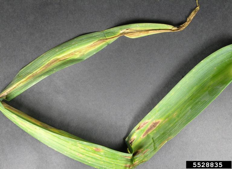 Alternaria black molds / stem cankers (Genus Alternaria Nees)