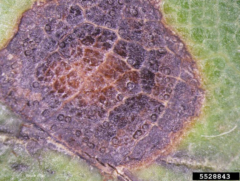 Phyllosticta leaf spots (Genus Phyllosticta)