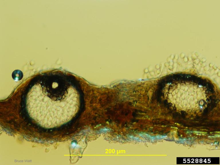 Phyllosticta leaf spots (Genus Phyllosticta Pers.)