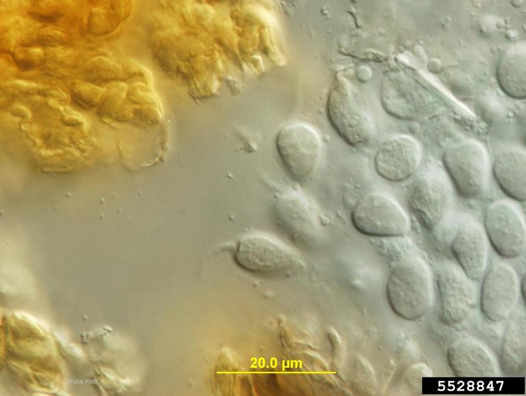 Phyllosticta leaf spots (Genus Phyllosticta Pers.)
