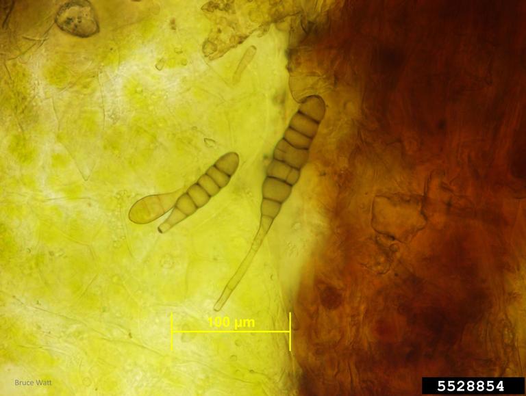 Alternaria black molds / stem cankers (Genus Alternaria)