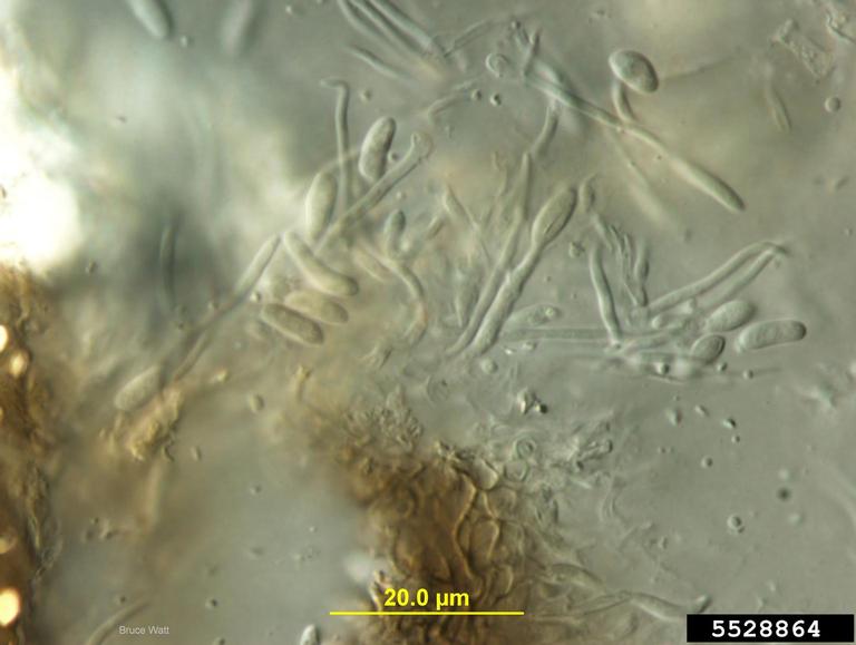 Phomopsis blight (Phomopsis juniperivora)